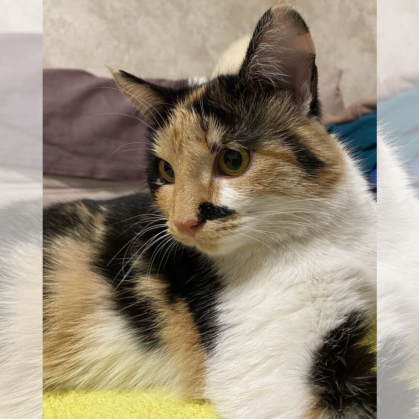 Нашлась трехцветная кошка