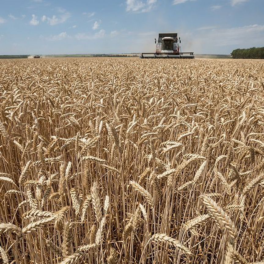 Пшеница, овёс