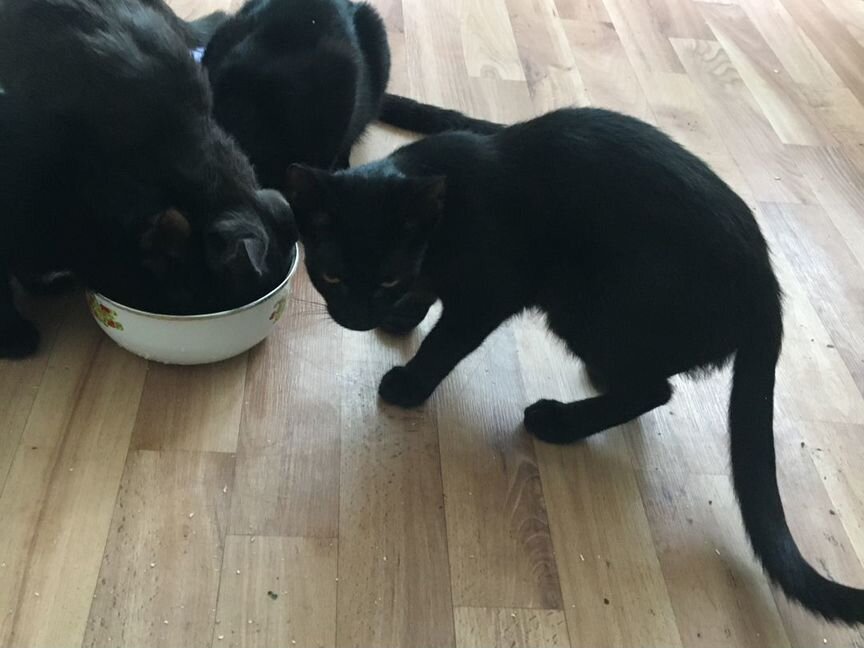 Кошка Мама и ее 3 детей ищут дом