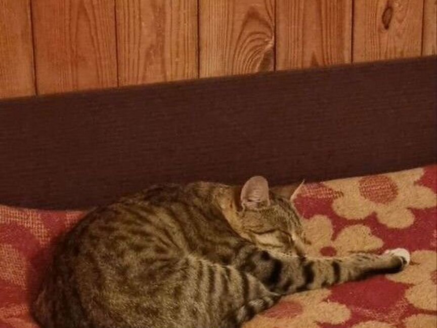 Отдам бесплатно кота