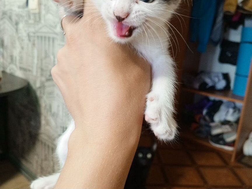 Котятки в добрые руки