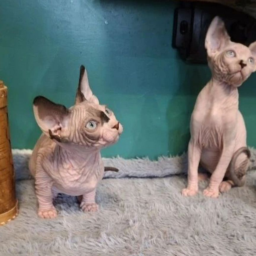 Канадский сфинкс котёнок
