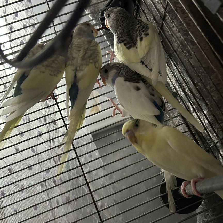 Волнистый попугай