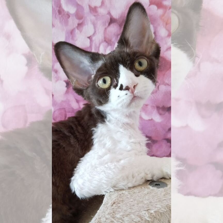 Девон-рекс котёнок