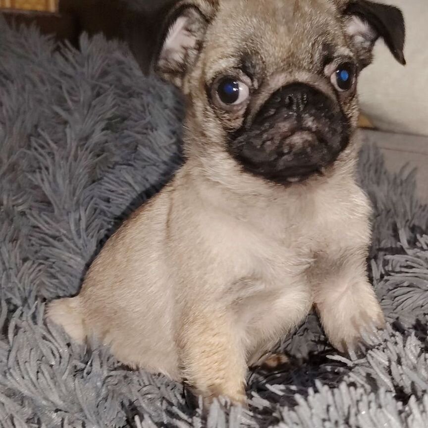 Мопс, щенок