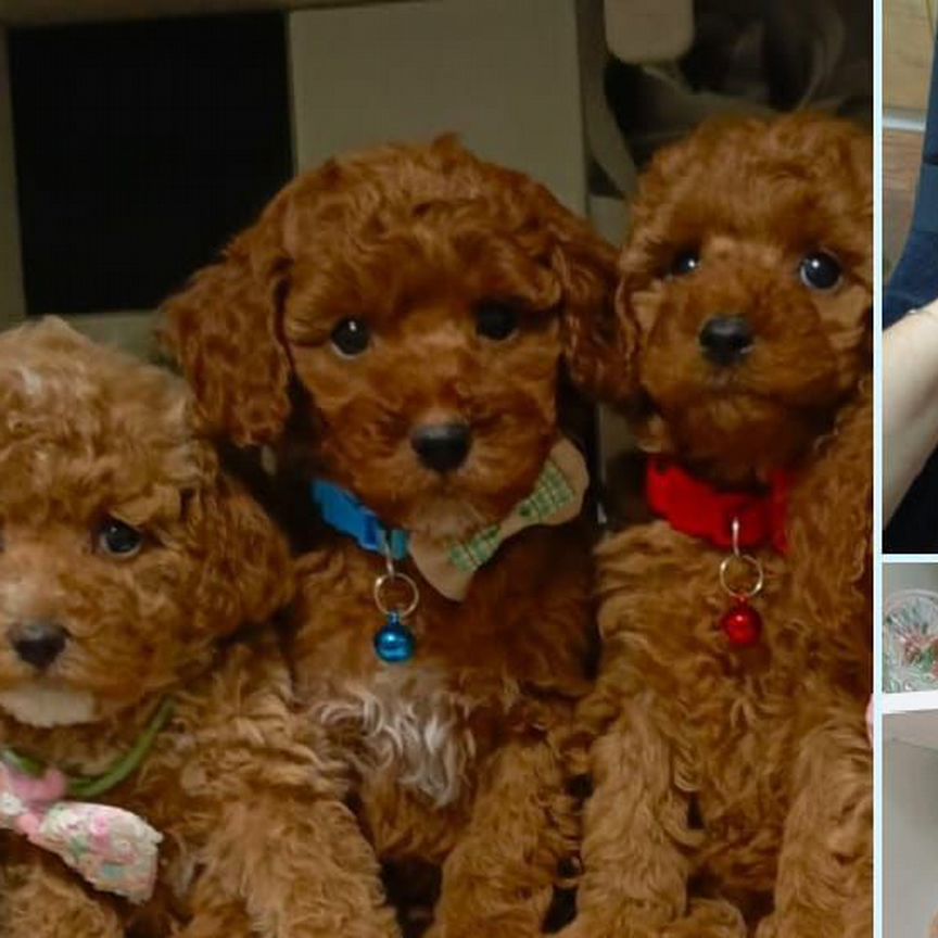 Той-пудель, щенок