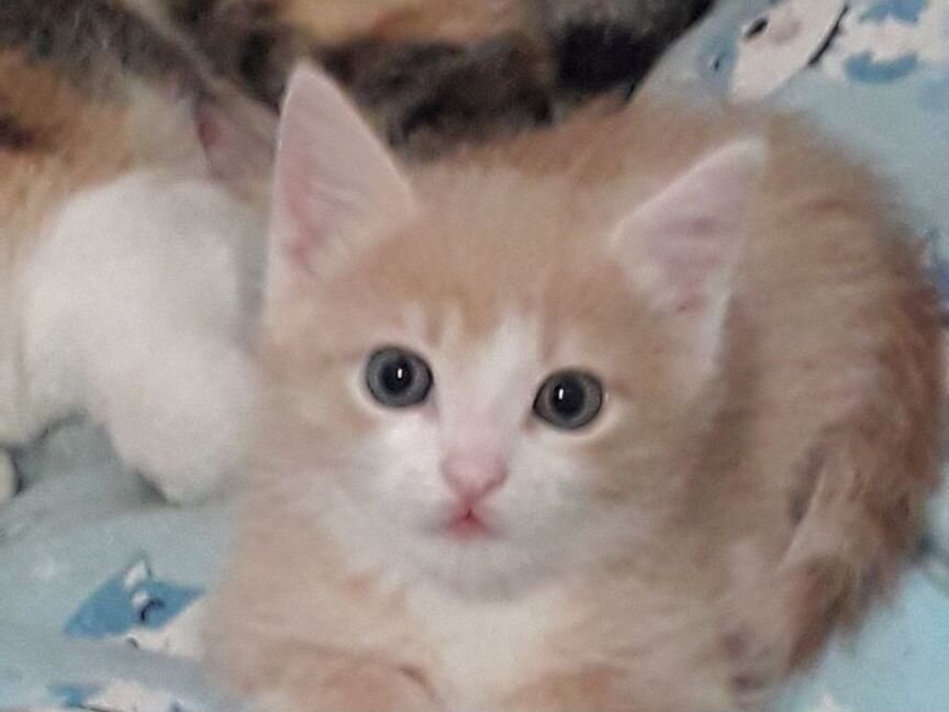 Котенок персиковый в дар бесплатно