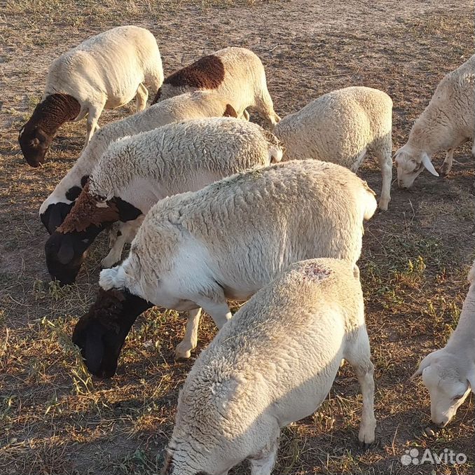 Дорпер ярка