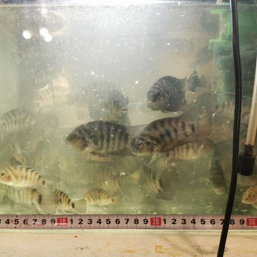 Цихлозома полосатая