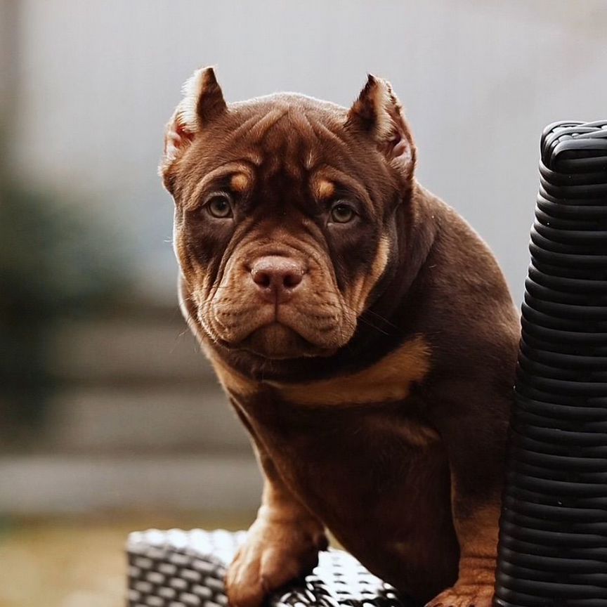 Американский булли сука покет