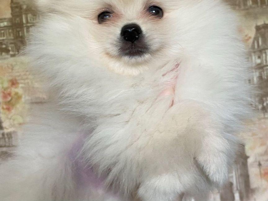 Померанский шпиц мини