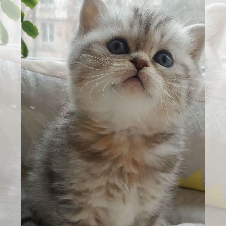 Британские котята