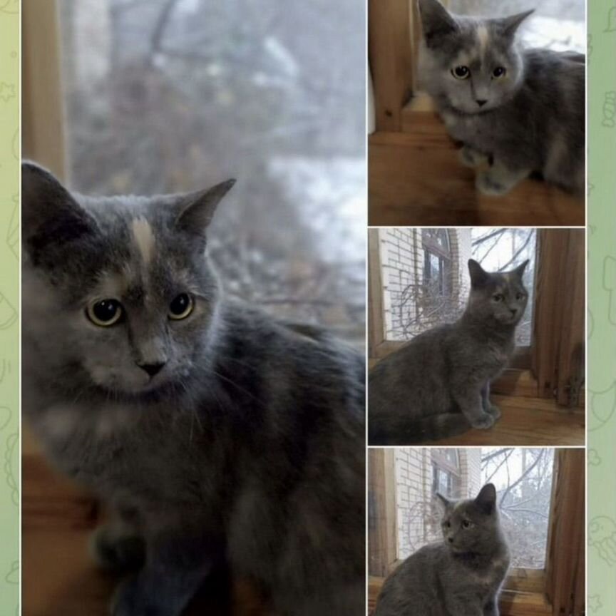 Котята в добрые руки девочка