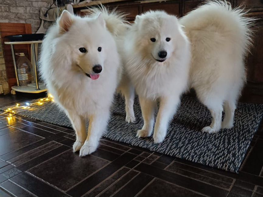 Самоедская лайка