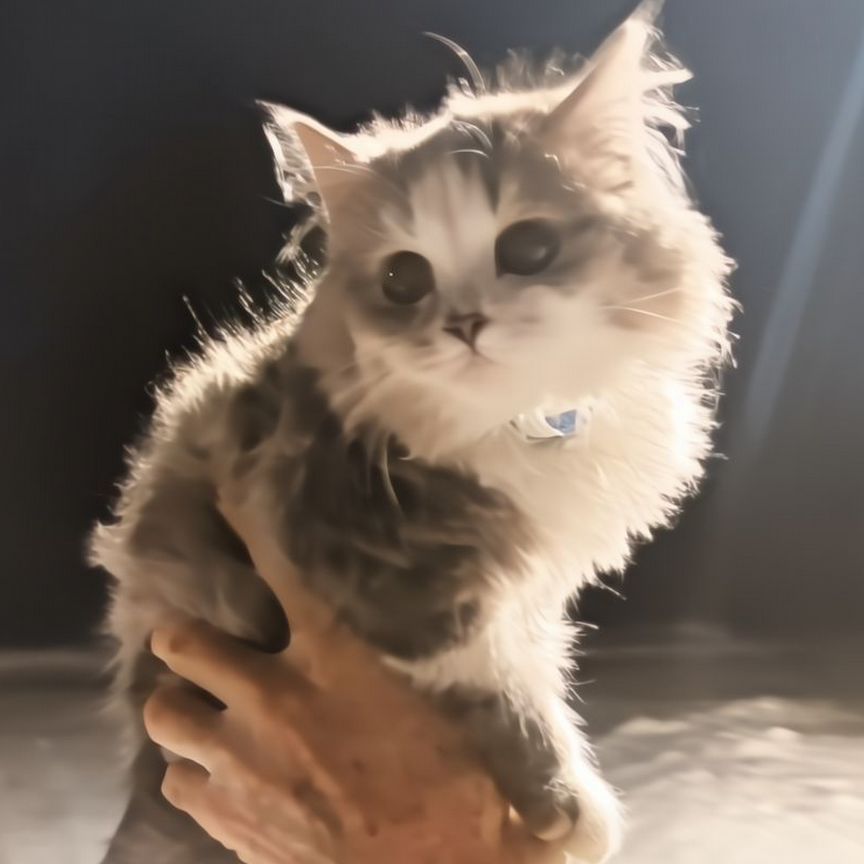 Сибирский котёнок