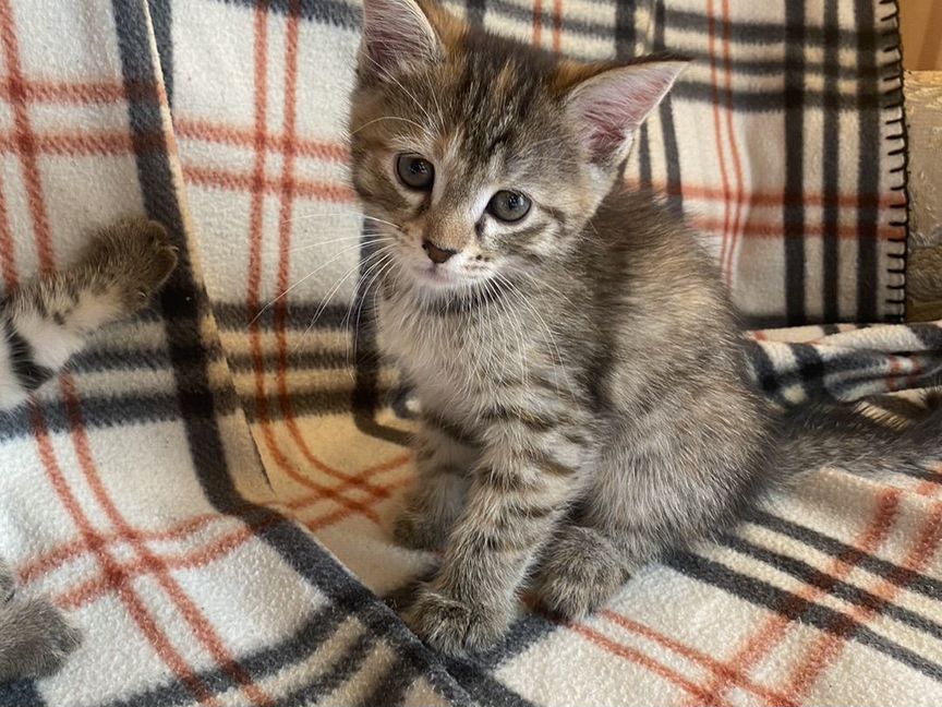 Кошка в дар бесплатно