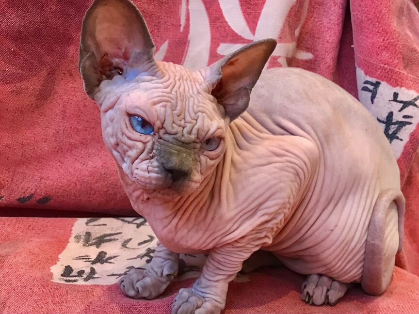 Котёнок Бамбино Лонг Морщина Курносик