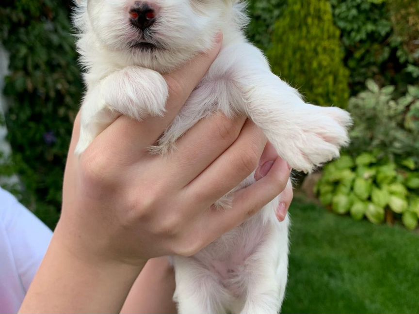 Щенки мальтийской болонки