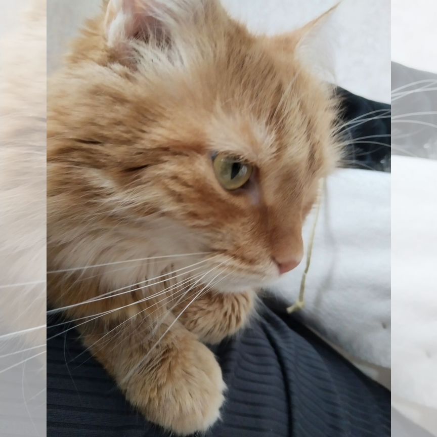 Взрослый кот в добрые руки