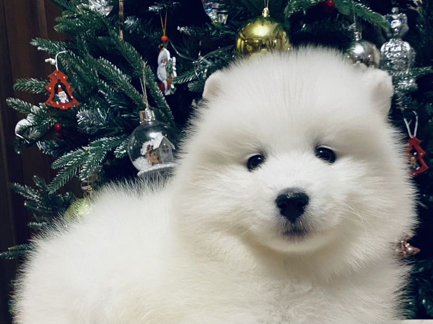 Белые ангелочки