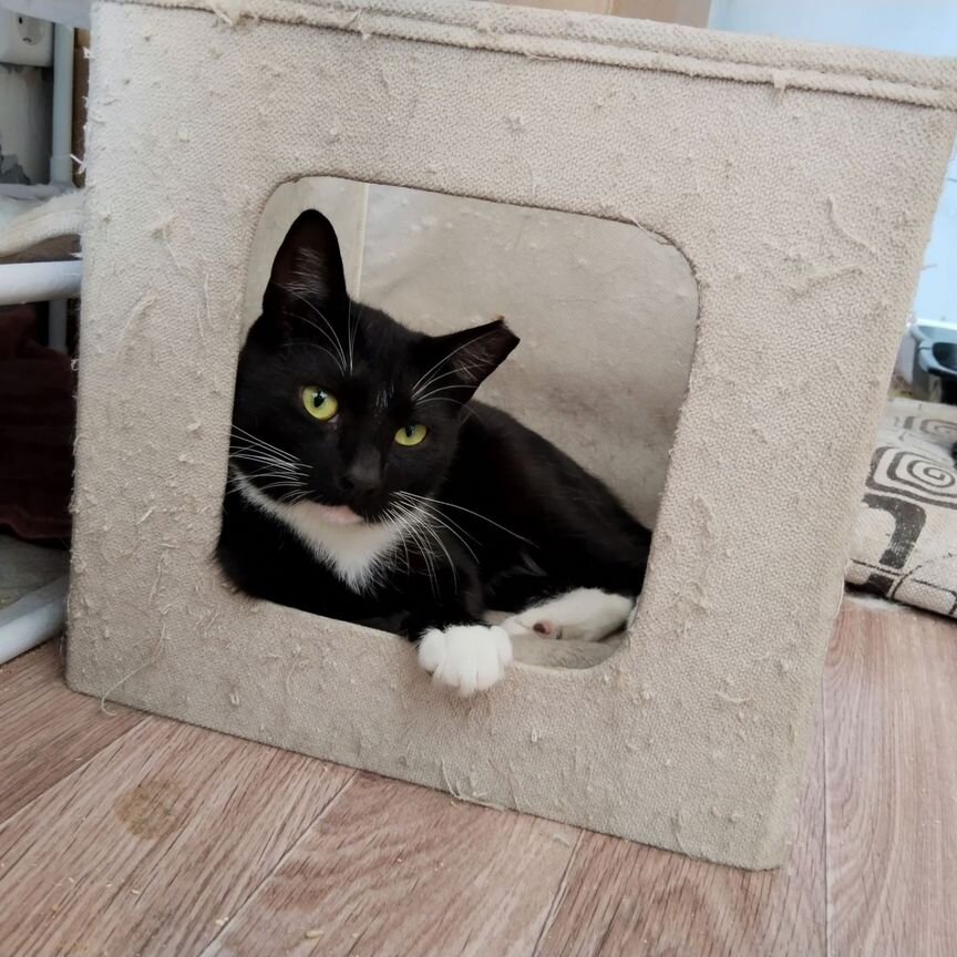Анатолий кот