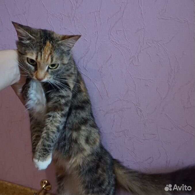 Кошечка Мона 8 месяцев метис сибирской ждет Вас