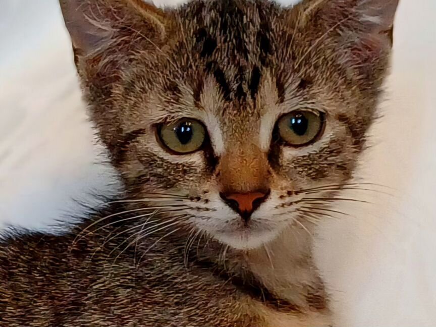 Нежное создание котенок Анида, девочка