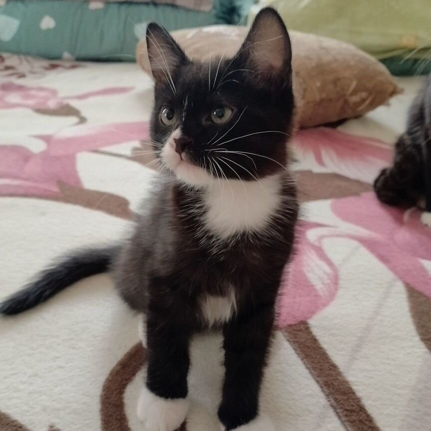 Отдам котика в добрые руки