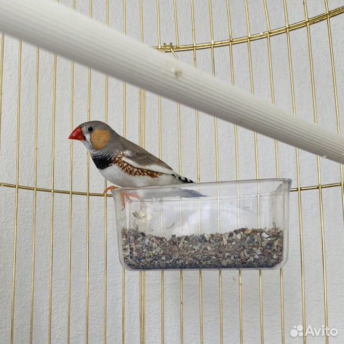 Зебровые амадины отдадим в добрые руки