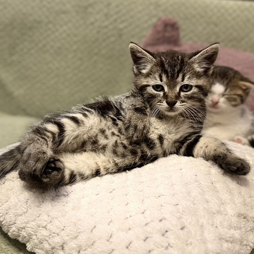 Котёнок в добрые руки