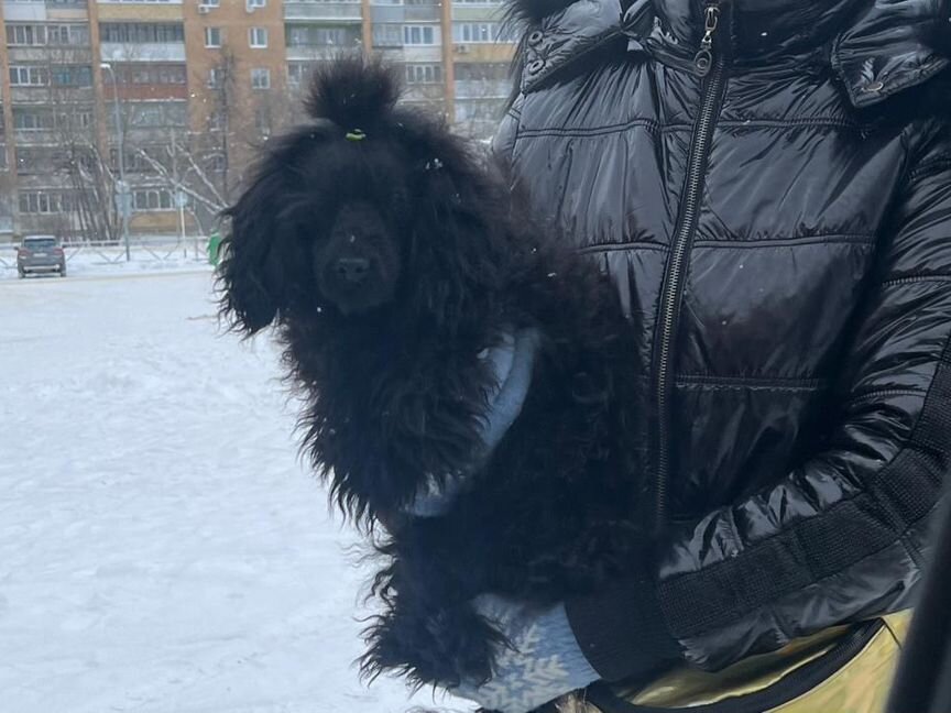 Карликовый пудель