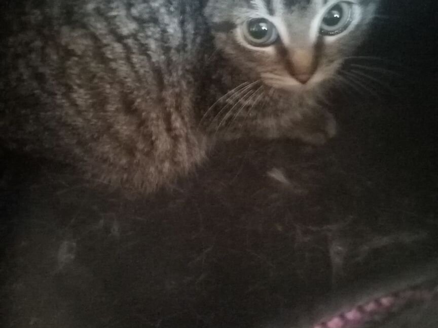 Обычный серый котенок с огромными глазами