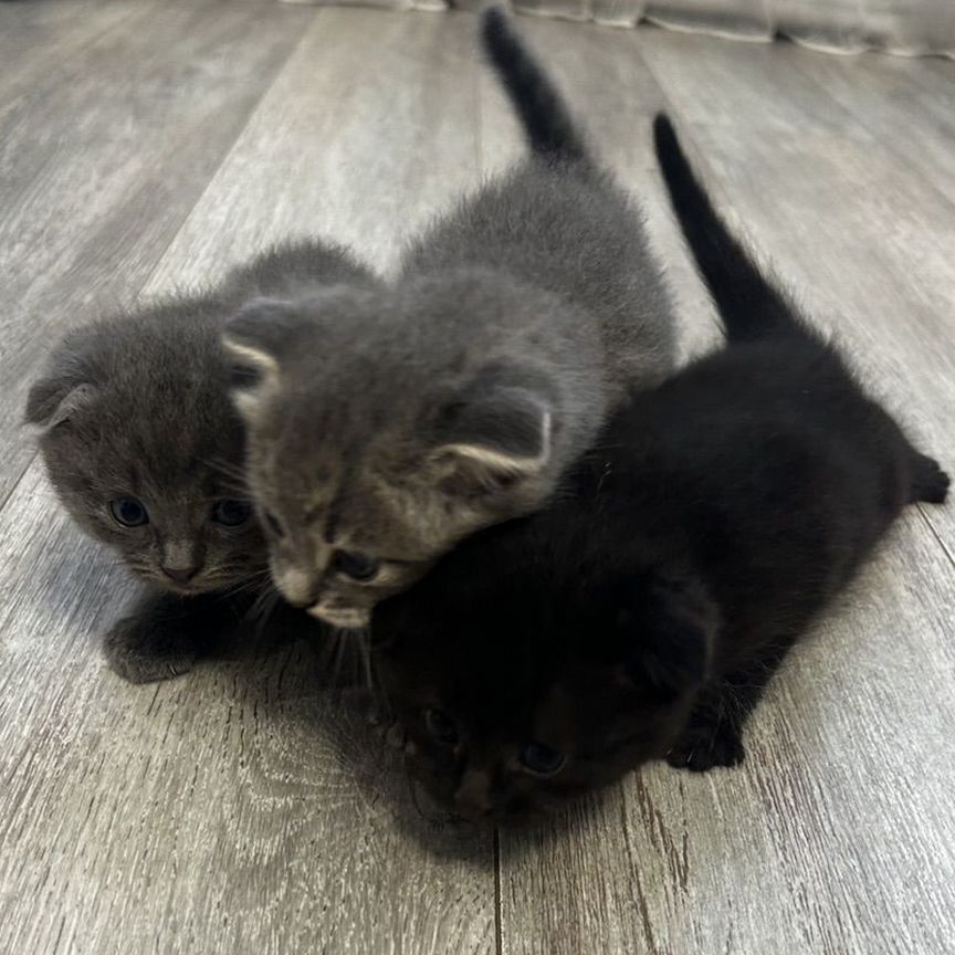 Шотландские вислоухие котята