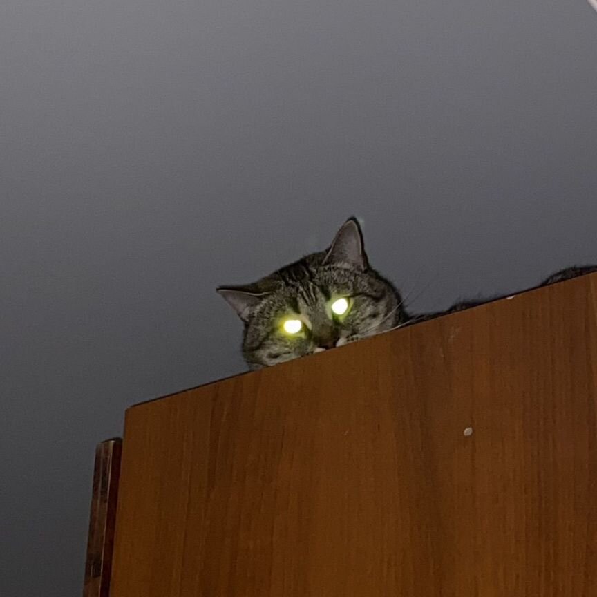 Сумасшедшая кошка Маркиза