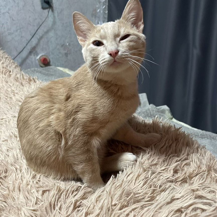 Котенок