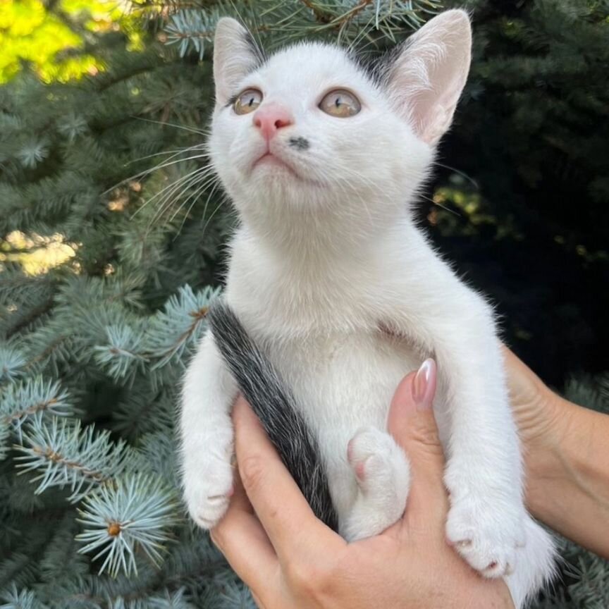 Котенок в добрые руки