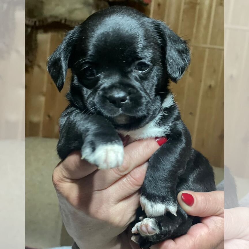 Французский бульдог, щенок