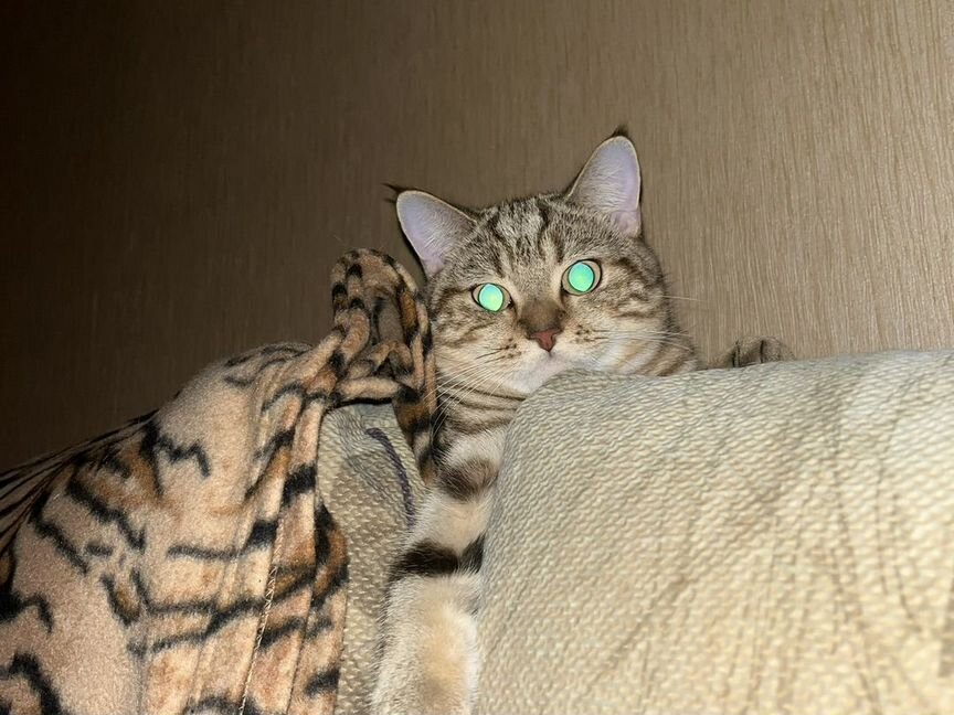 Шотландский кот