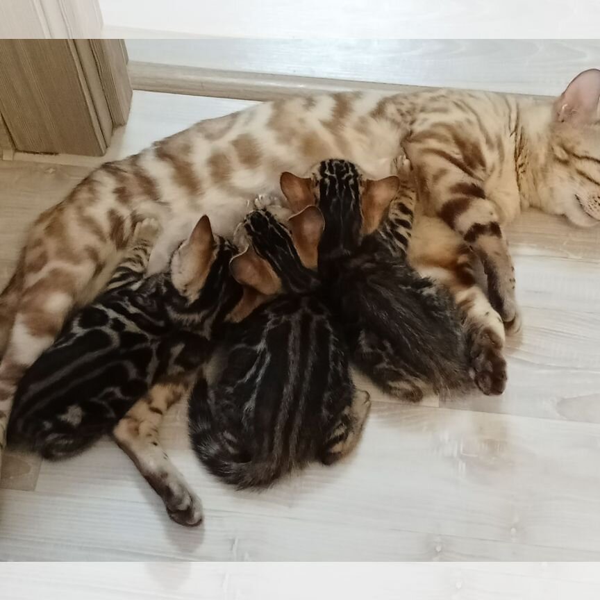 Чистокровные бенгальские котята