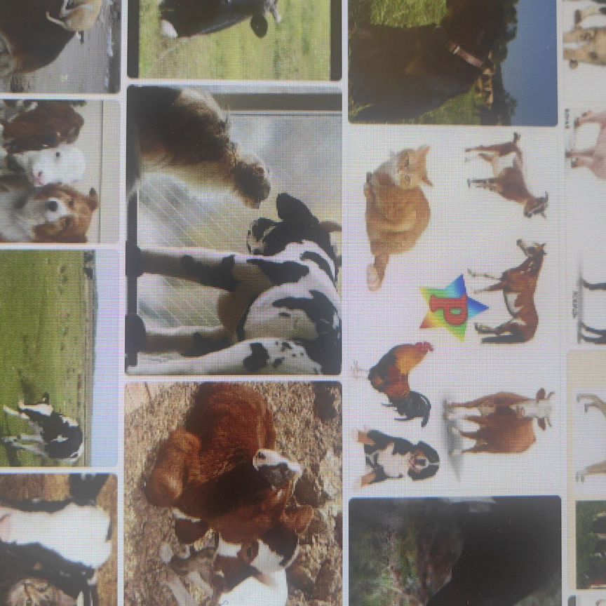 Оптовые продажи Зоотоваров и Вет.препаратов