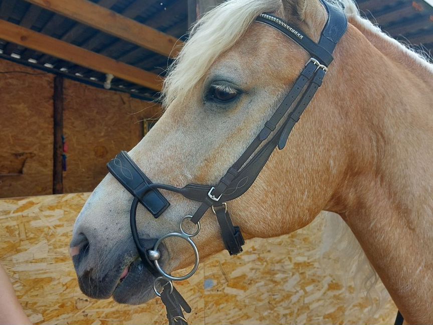 Уздечка анатомическая для лошади