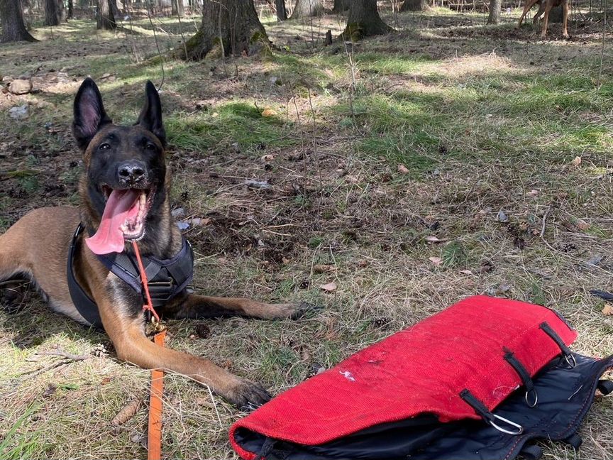 Бельгийская овчарка, малинуа