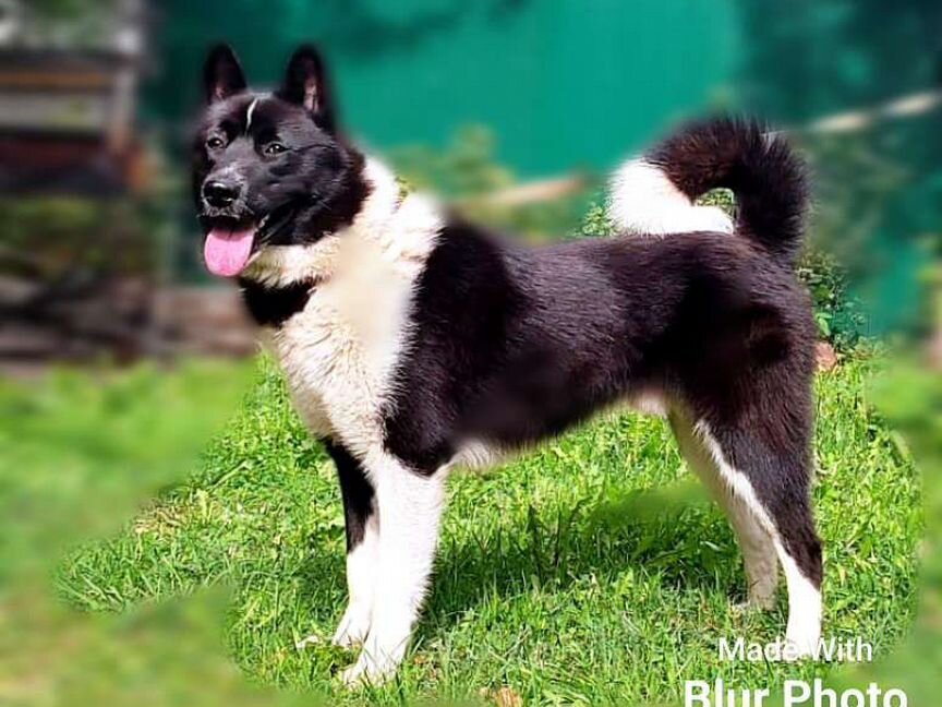 Русско европейская лайка, подросток в добрые руки