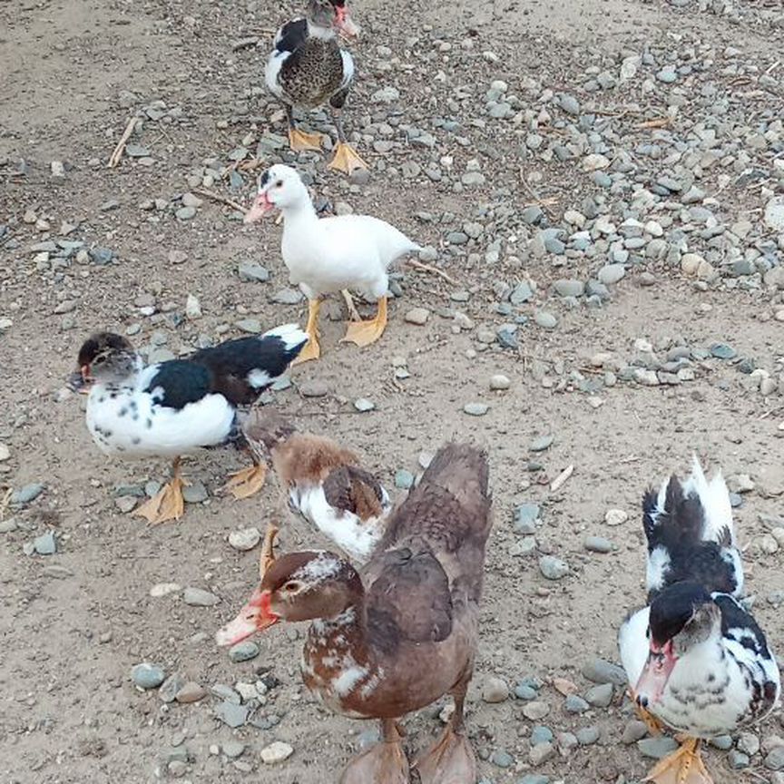 Мускусные утки индоутки индоутята