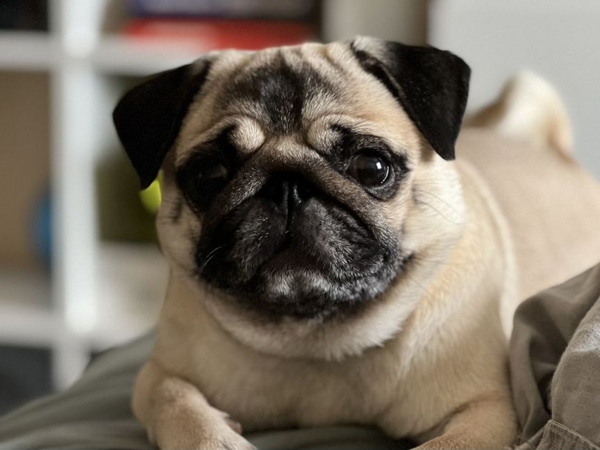 Мопс девочка