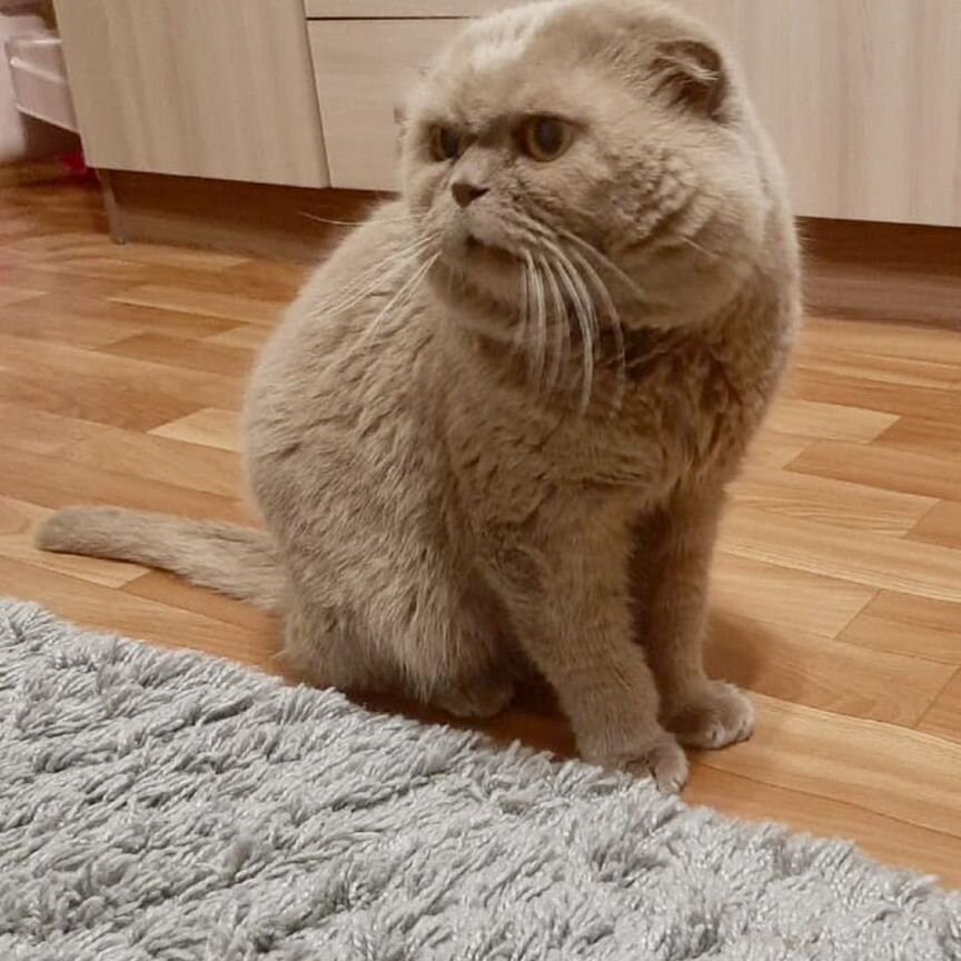 Шотландский кот в добрые руки