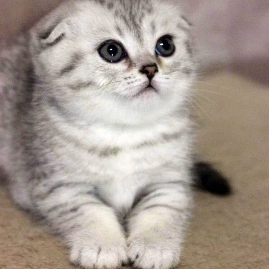 Вислоухие котята
