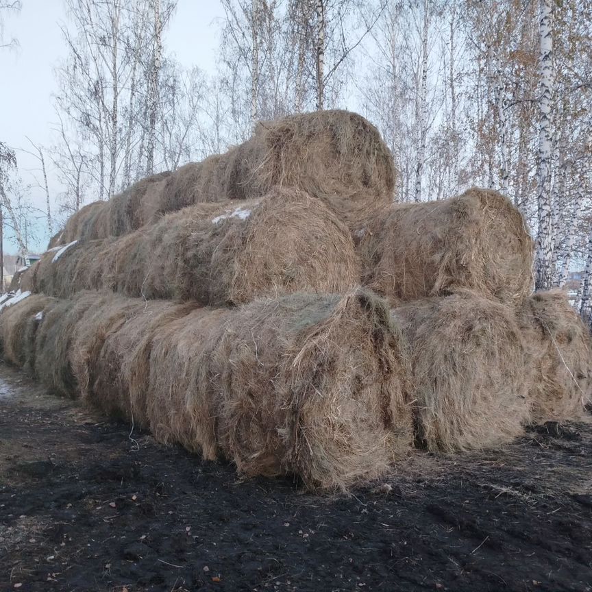 Сено в рулонах