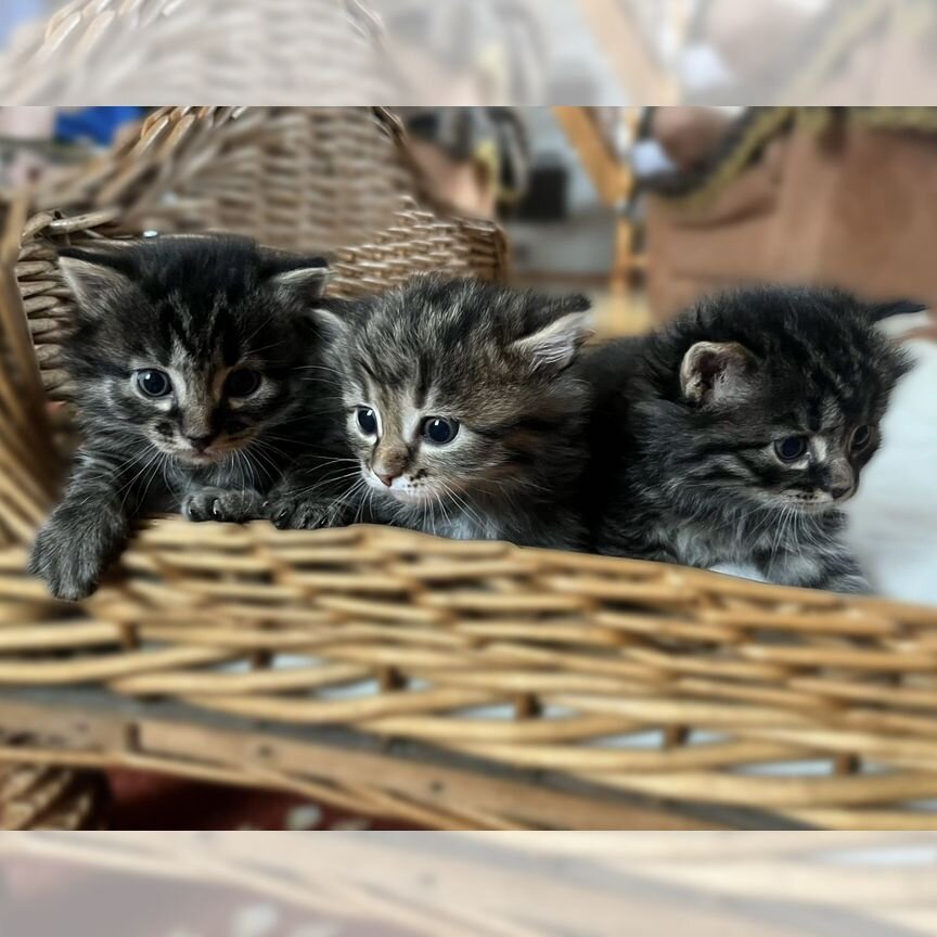 Курильский бобтейл длинношёрстный котёнок