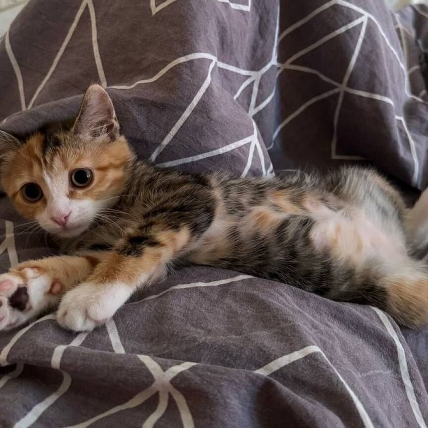 Котенок Милка